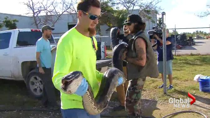 Record-breaking python caught and killed in Florida Everglades ...