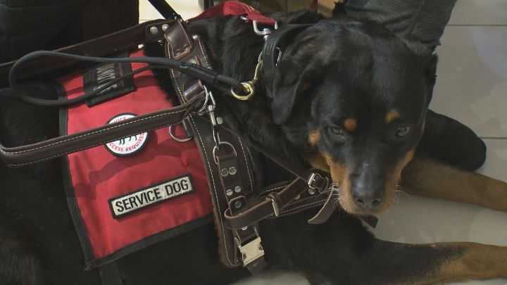 Alberta’s list of qualified service dog providers continues to grow ...