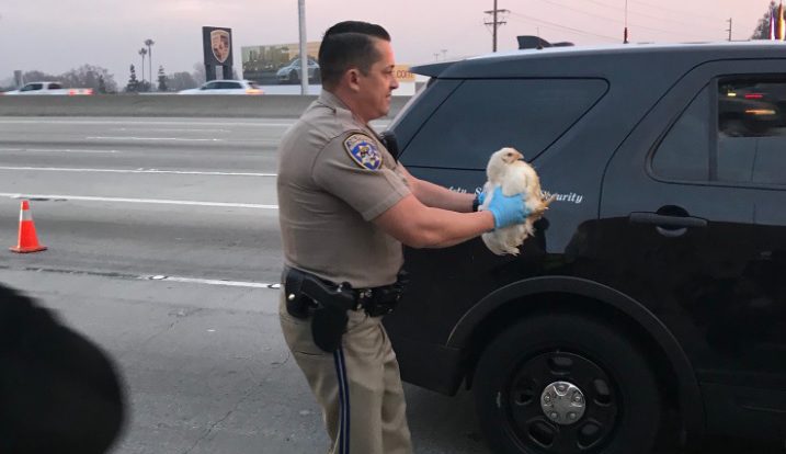 California police save chickens from ‘crossing the road’ - National ...