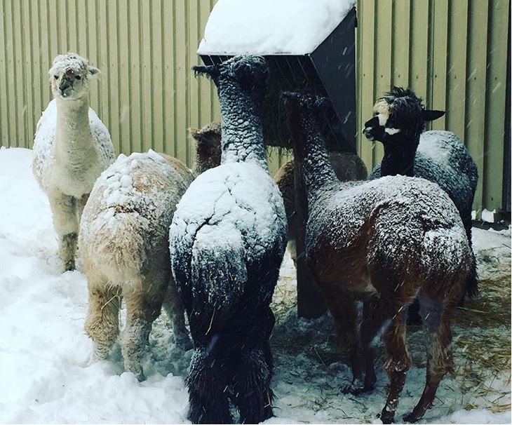 How Canada’s zoos protect their animals from the bitter cold - National ...