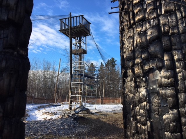 Birds killed as hawk house burns down at Edmonton-area animal rescue ...