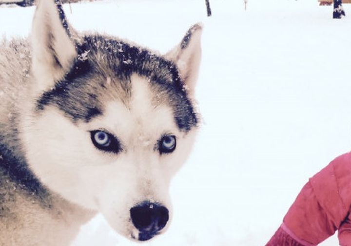 Husky shot by hunter while walking with its owner in western Alberta ...
