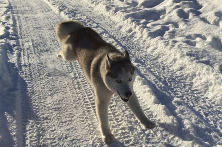 Husky shot by hunter while walking with its owner in western Alberta ...