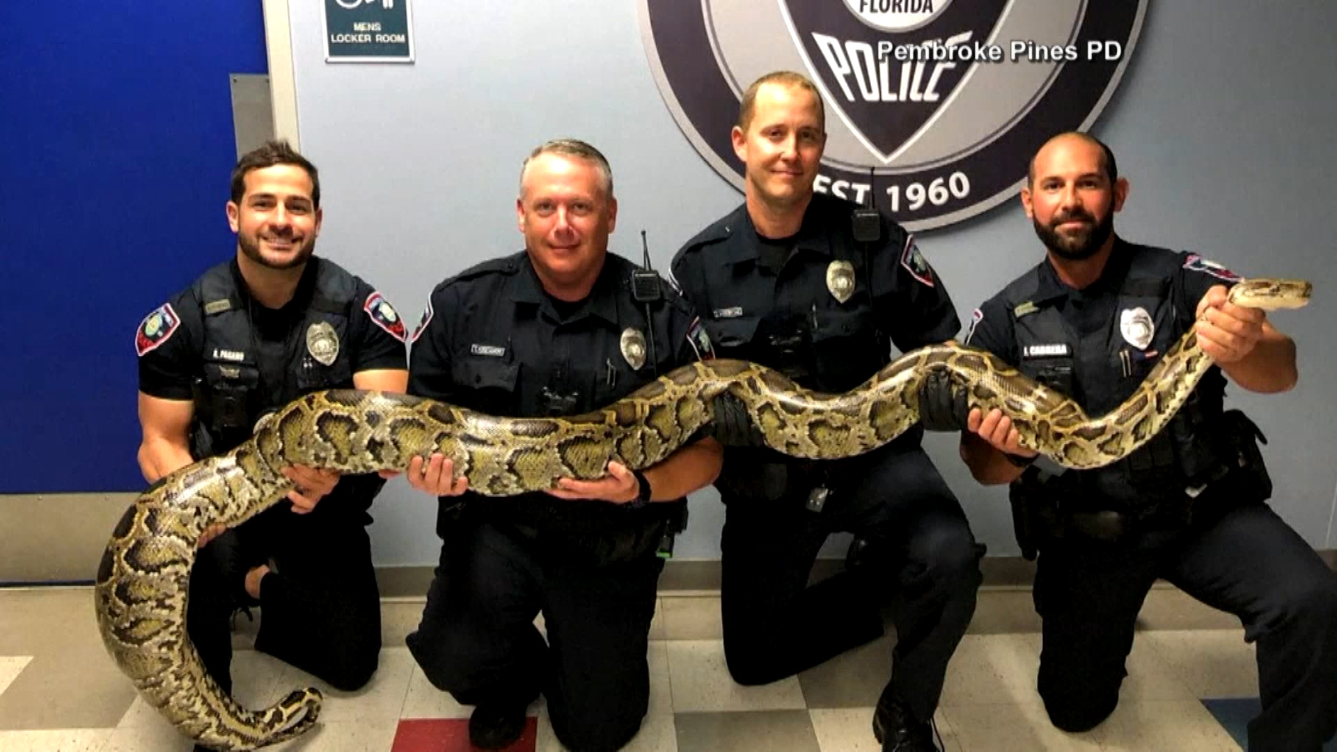 Florida officer wrestles with 3.81-metre python - National | Globalnews.ca