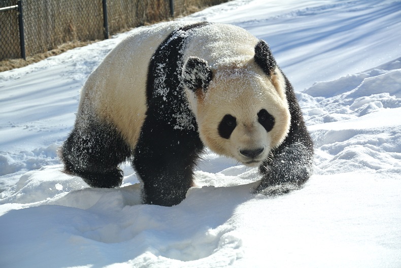 How Canada’s zoos protect their animals from the bitter cold - National ...