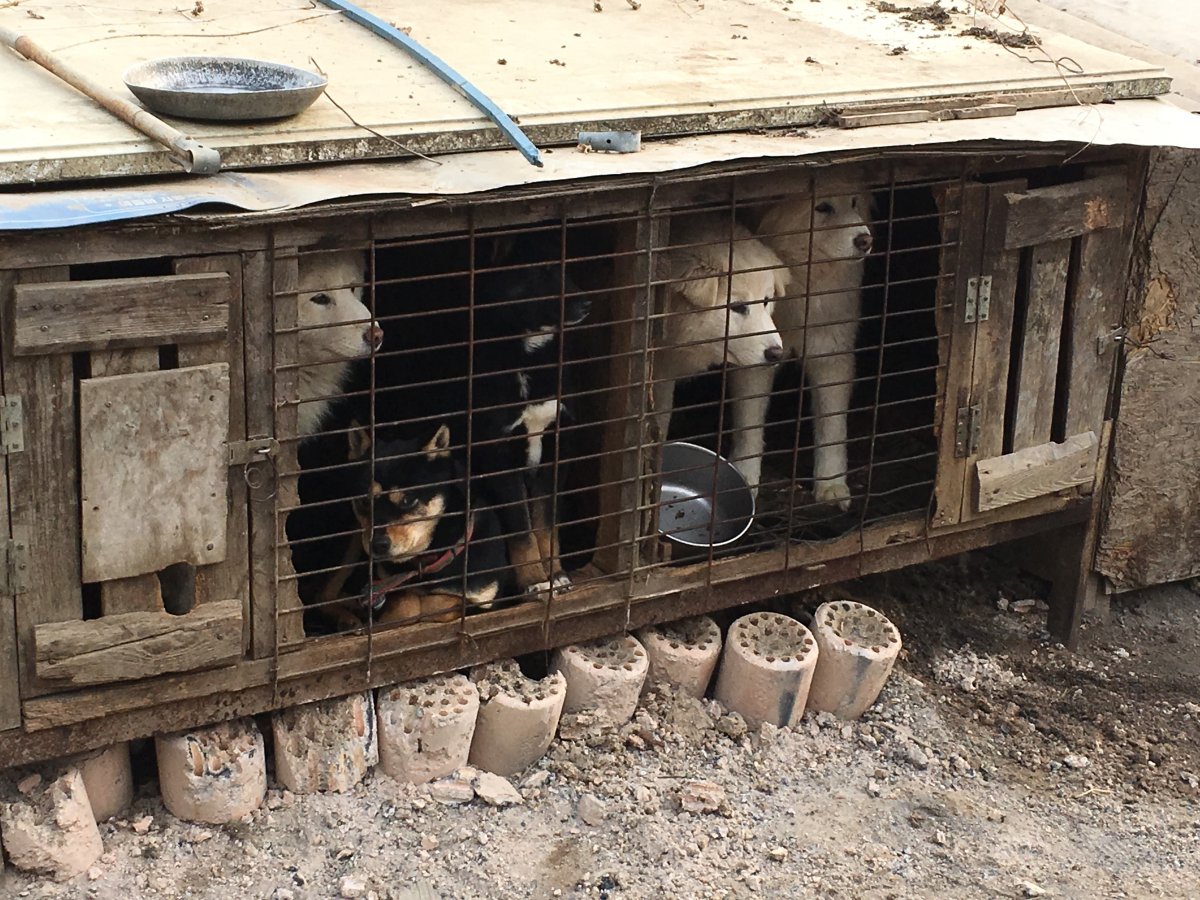 Canadians rescuing animals from South Korean dog meat farms - National ...
