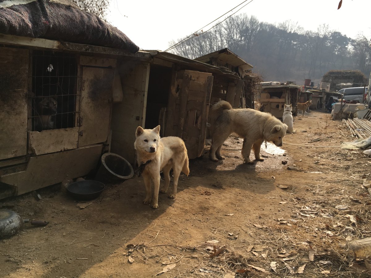 Canadians rescuing animals from South Korean dog meat farms - National ...