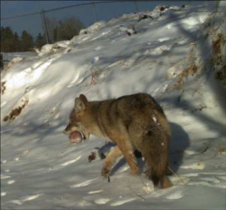 Red meat being left for coyotes in Edmonton ravine: park ranger ...