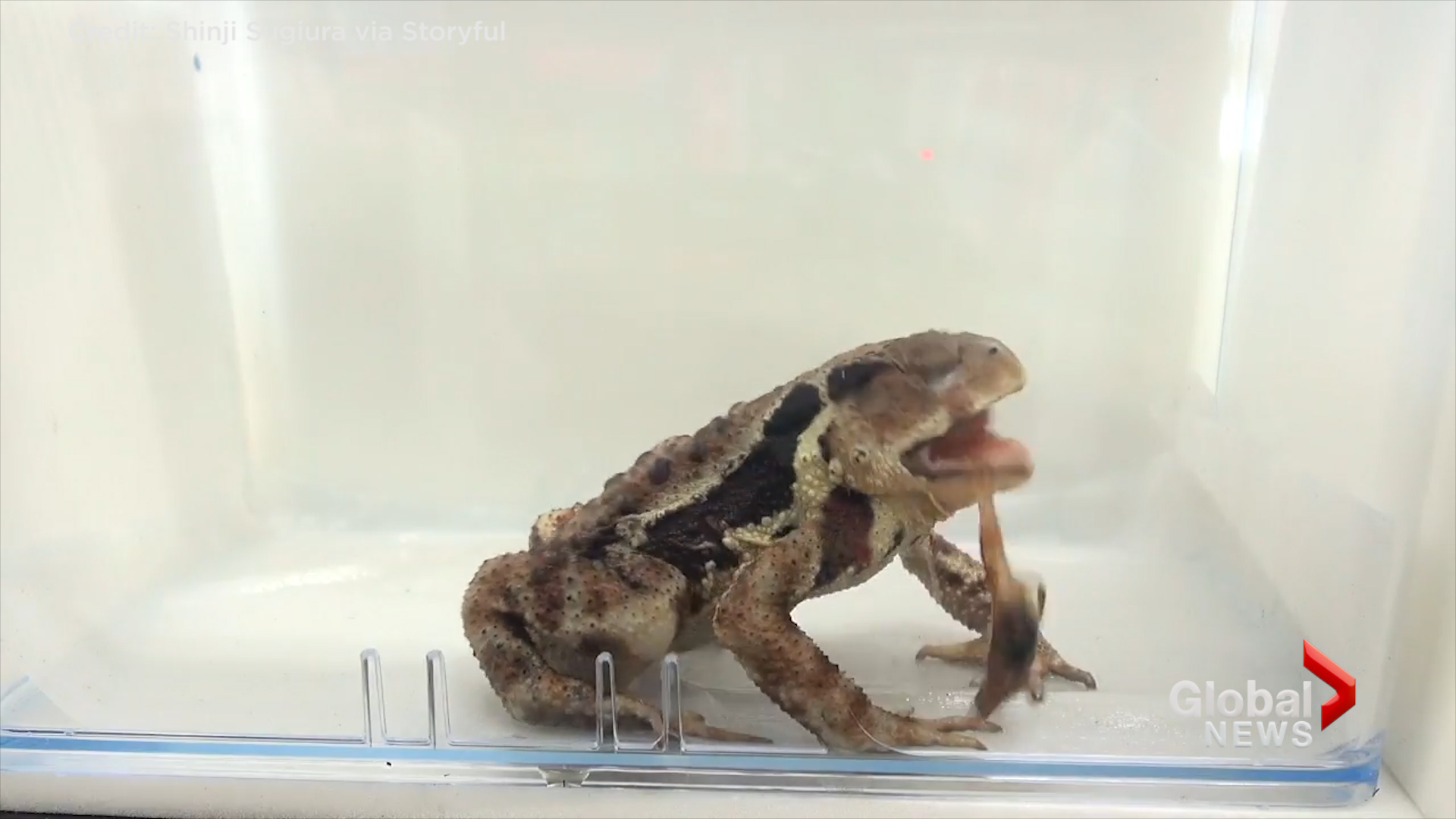 ‘Exploding beetle’ makes its escape by inducing vomiting in toads ...