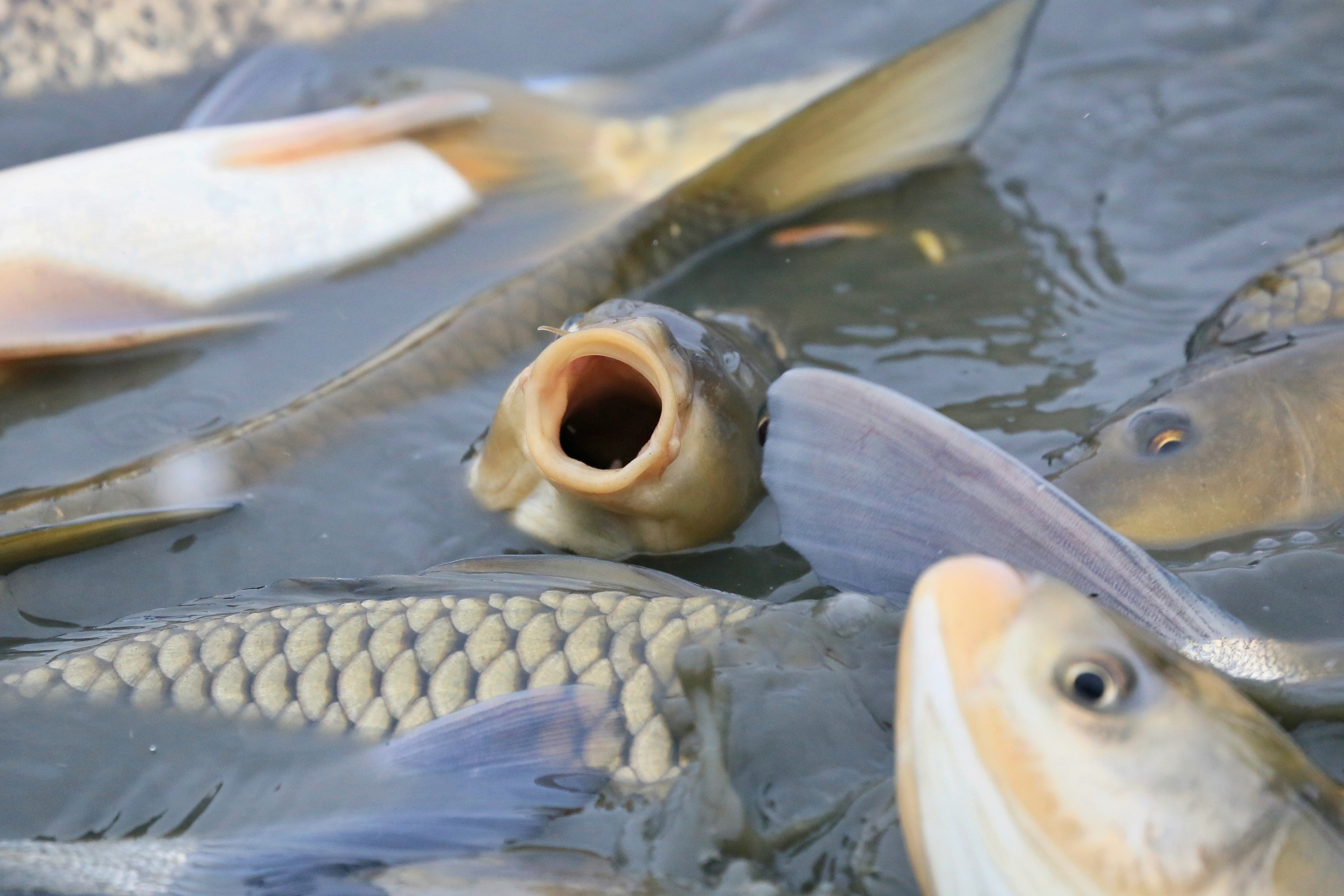 Australia plans to fight invasive fish with herpes virus — some ...