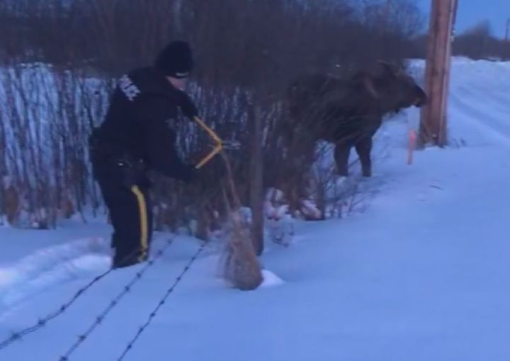 Video shows RCMP helping moose stuck in barbed-wire fence in eastern ...