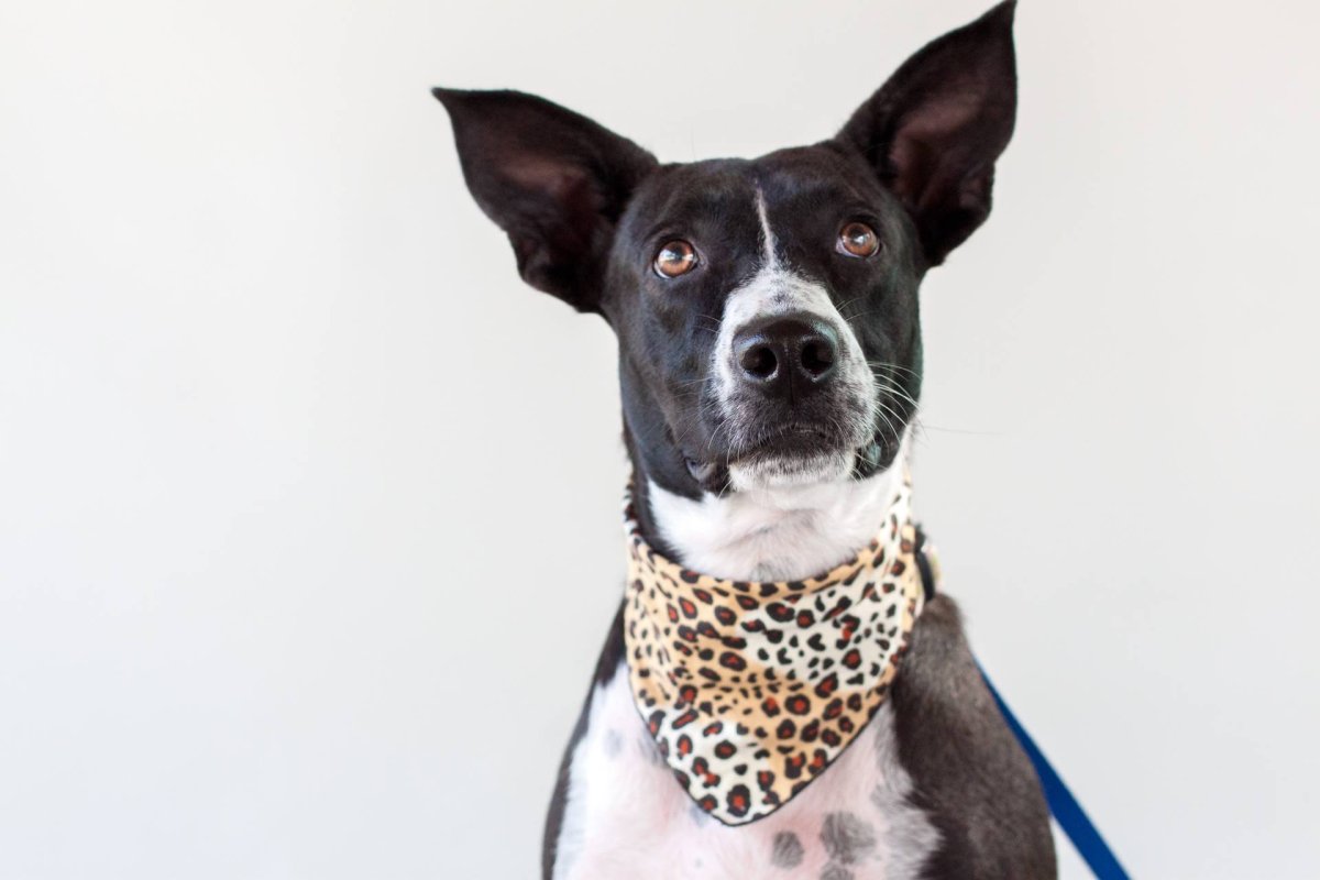 Queenie the pointer mix was set to be adopted, before she went missing ...