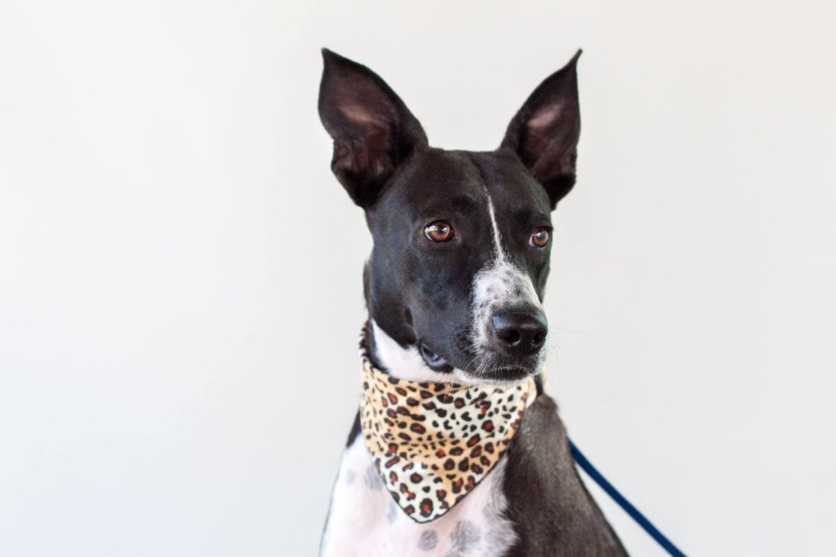 Queenie the pointer mix was set to be adopted, before she went missing ...