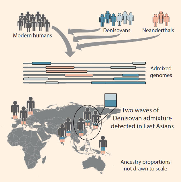 Humans mated with mysterious Denisovan species more than once ...
