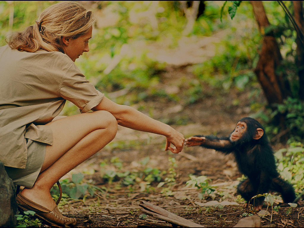 ‘Jane’: 5 amazing things about the Jane Goodall documentary - National ...