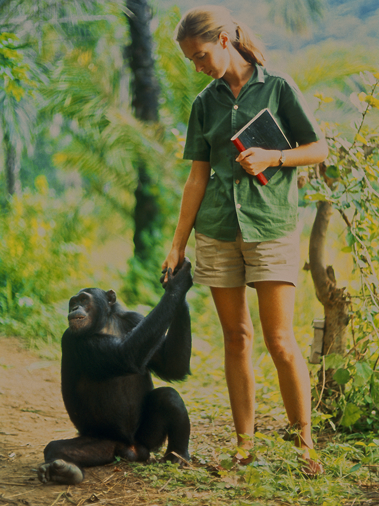 ‘Jane’: 5 amazing things about the Jane Goodall documentary - National ...