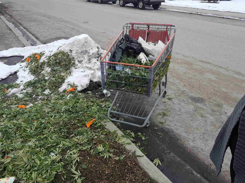 Police remove shopping cart full of marijuana plant trimmings ...