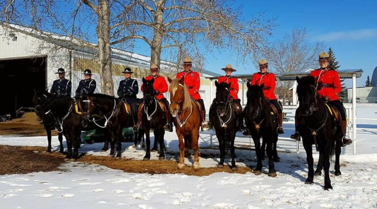 Strathcona County RCMP hitting the streets on horseback again in 2018 ...