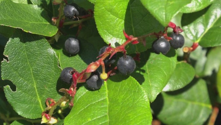 salal berries health benefits | News, Videos & Articles