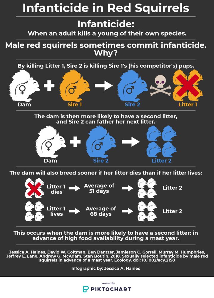 Red squirrels commit ‘sexually selected infanticide’ when food is ...