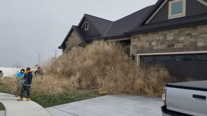 Tumbleweeds ‘invasion’ hits towns in Utah and California - National ...