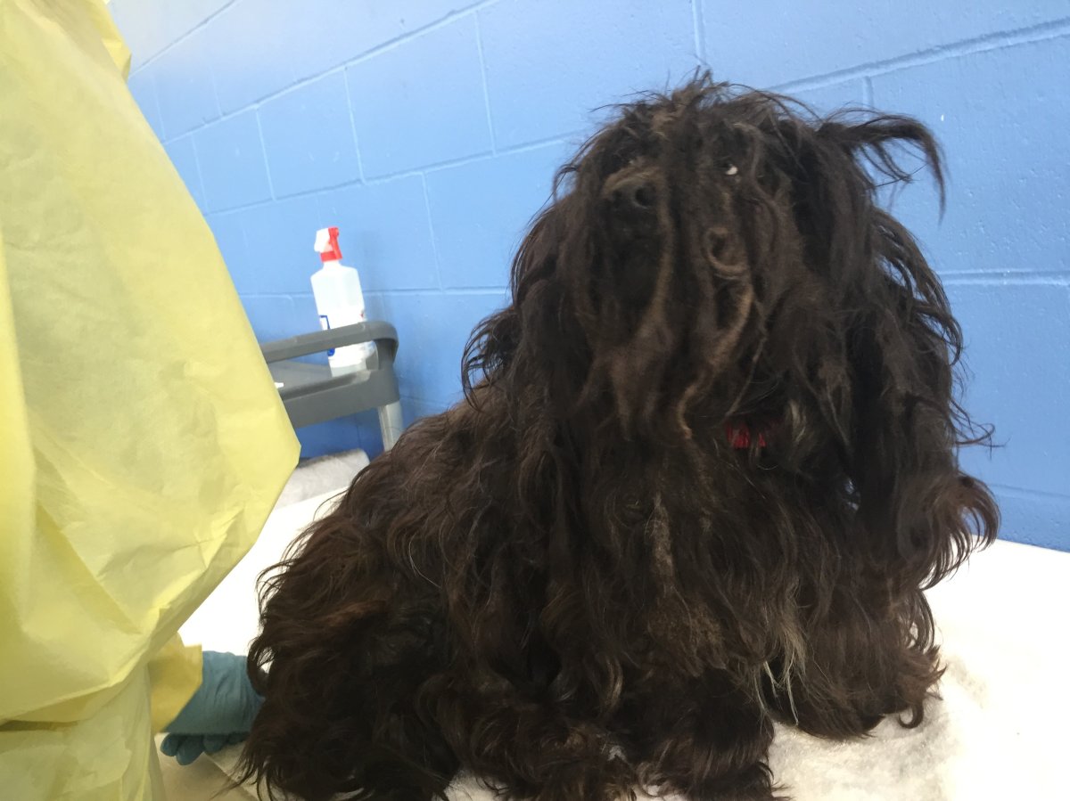 Former breeder surrenders 45 ‘extremely filthy and matted’ dogs to BC ...