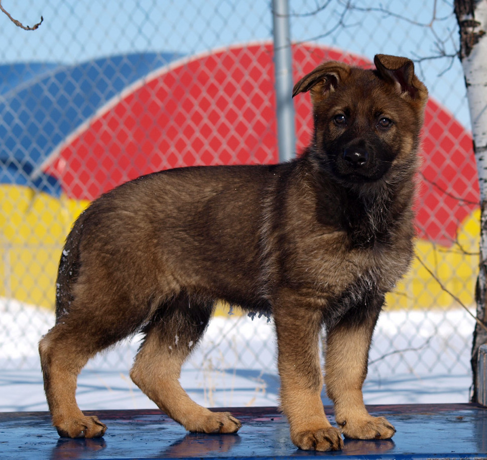 Meet Link, Lazer and Lux: 2018 RCMP Name the Puppy contest winners ...