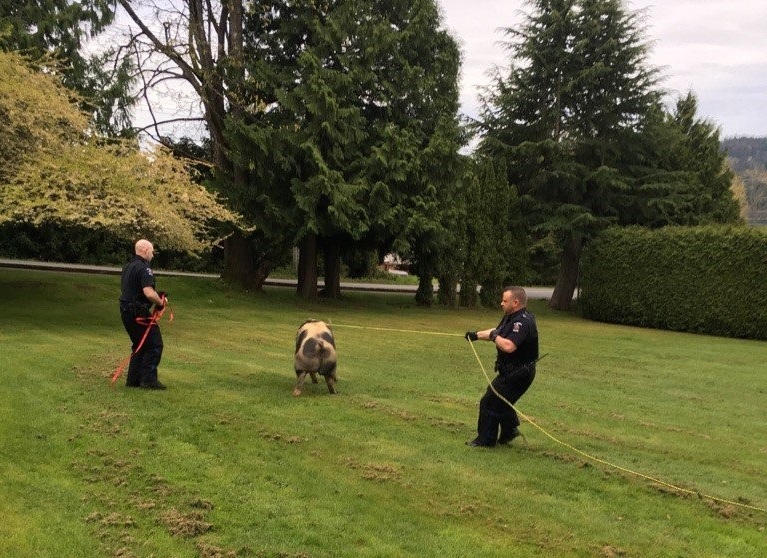Bringing home the bacon: B.C. police officers called to capture rogue ...