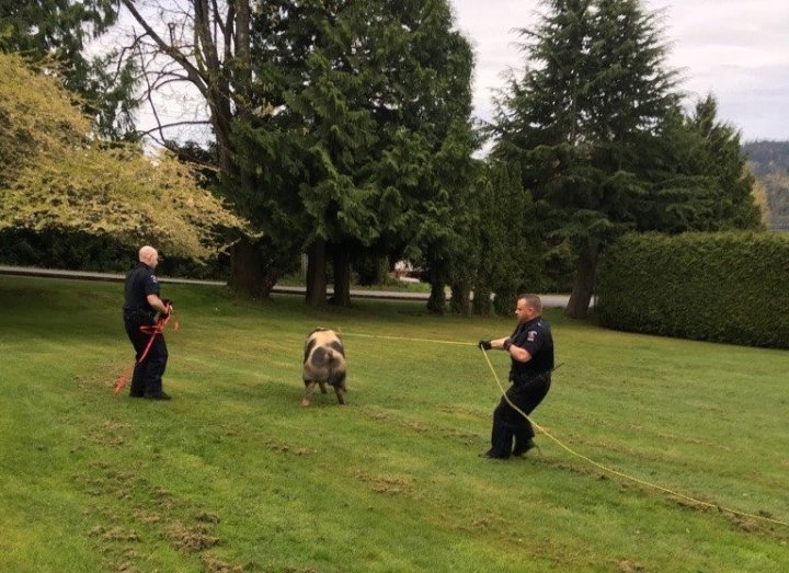 Bringing home the bacon: B.C. police officers called to capture rogue ...