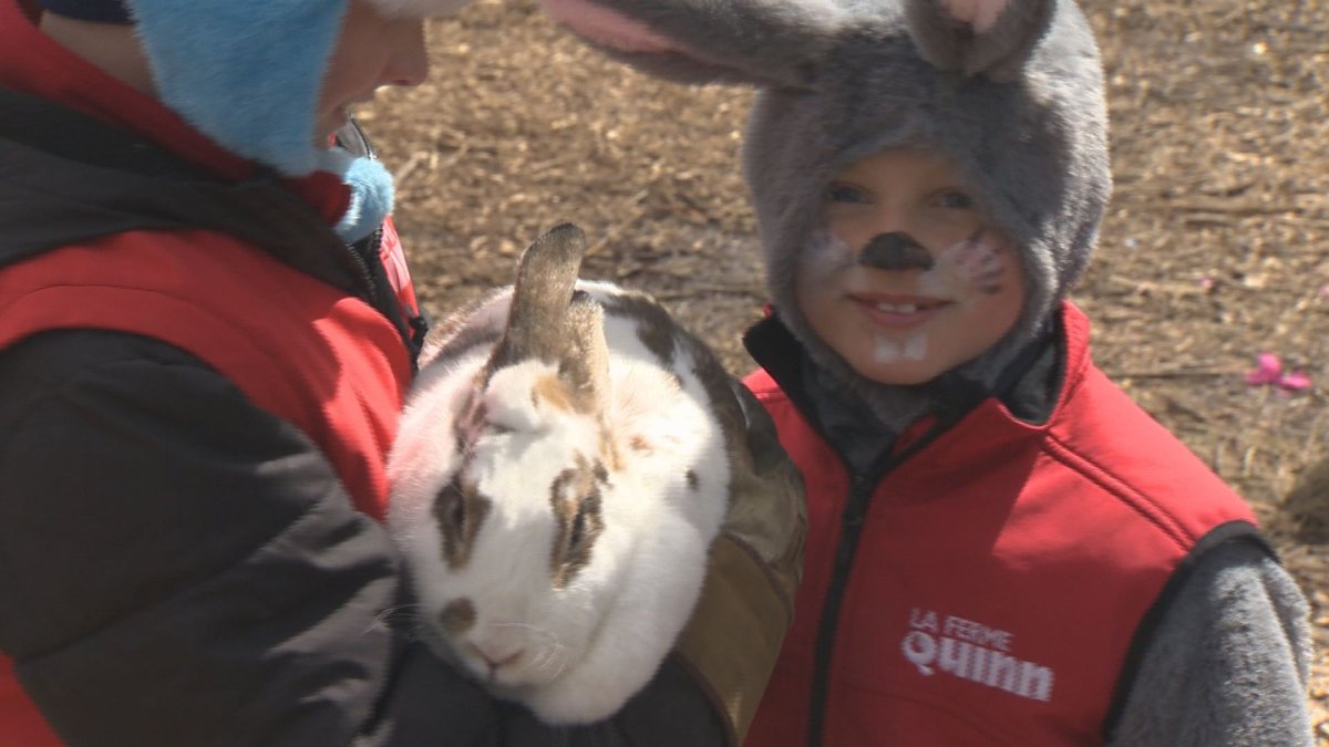 Easter egg hunt an annual tradition at Montreal’s Quinn Family Farm ...
