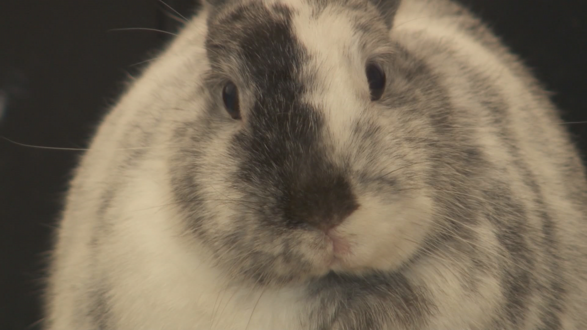 RCMP investigate reports of rabbit killings in Richmond park - BC ...