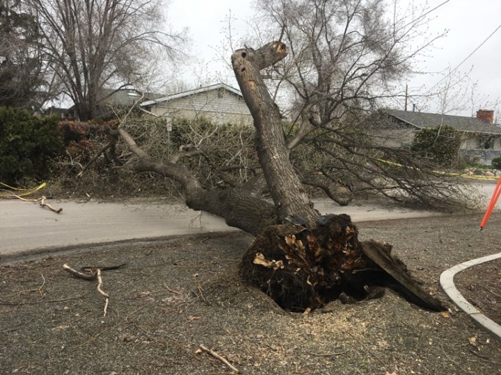 Tree comes crashing down in Kelowna - Okanagan | Globalnews.ca
