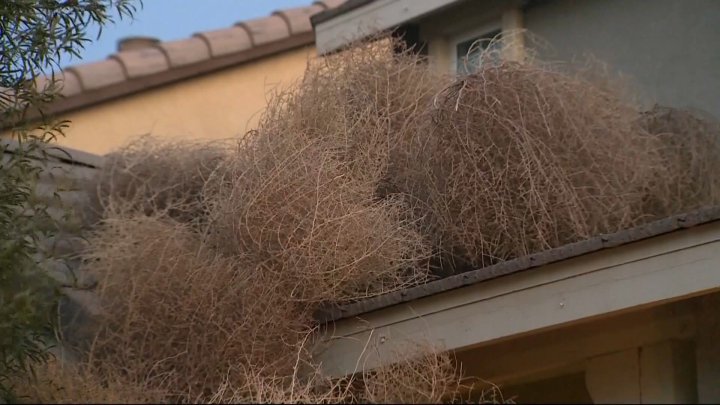 Tumbleweeds ‘invasion’ hits towns in Utah and California - National ...