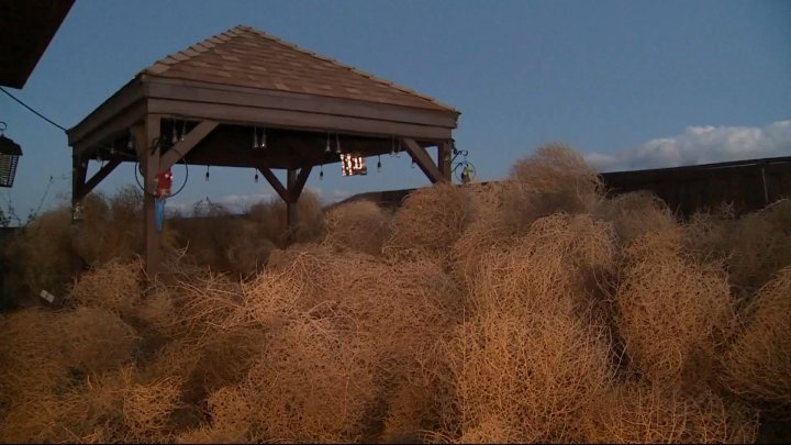Tumbleweeds ‘invasion’ hits towns in Utah and California - National ...
