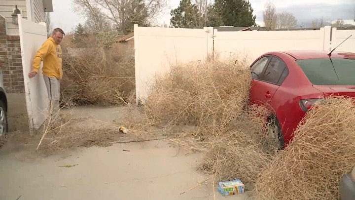 Tumbleweeds ‘invasion’ hits towns in Utah and California - National ...