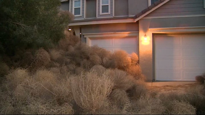 Tumbleweeds ‘invasion’ hits towns in Utah and California - National ...