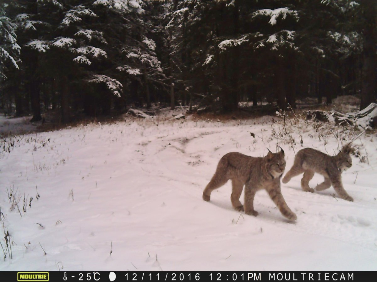 What’s lurking in the woods? Remote camera photography popularity grows ...