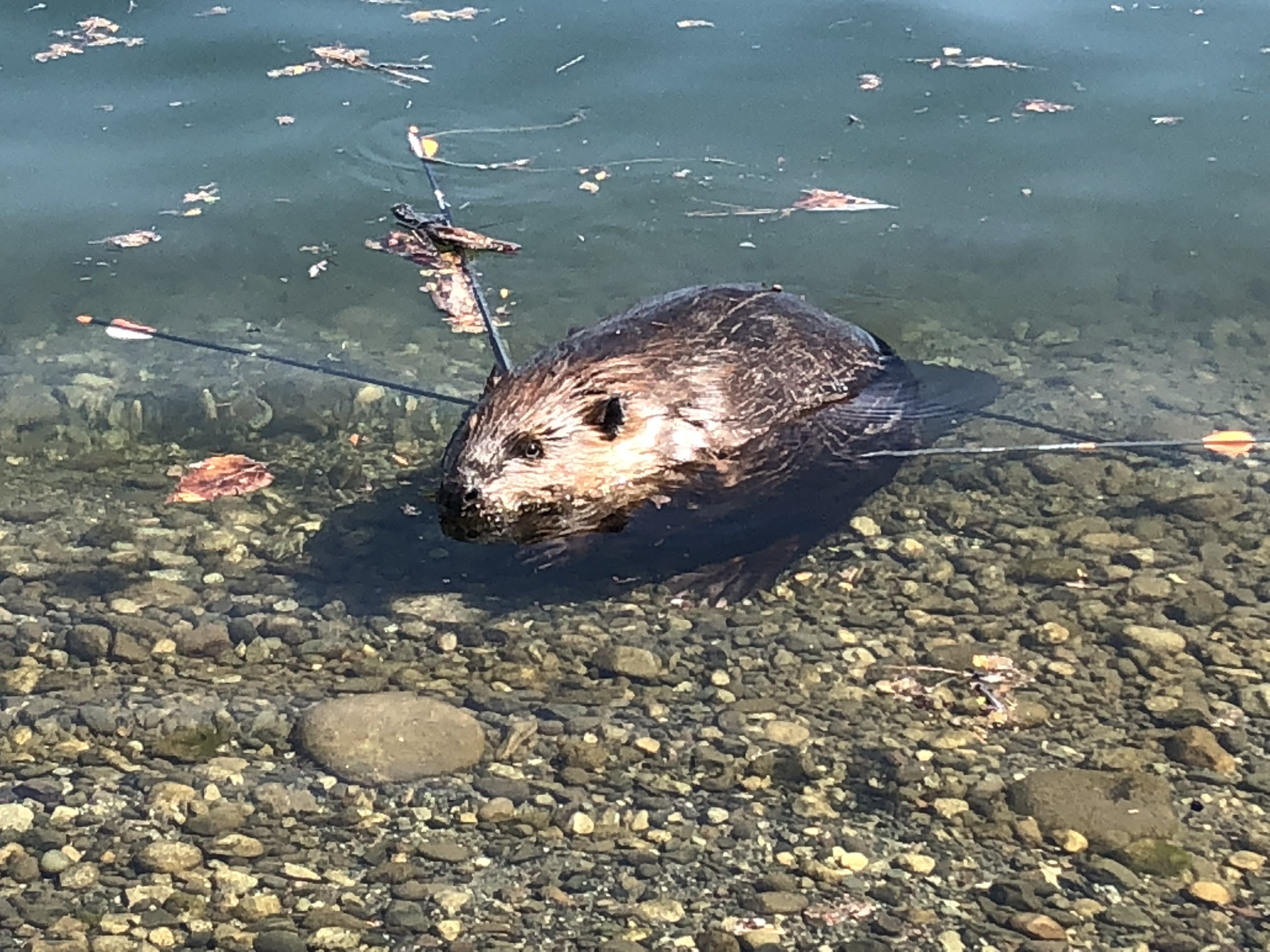 Reward rises in hunt for West Kelowna beaver attacker - Okanagan ...