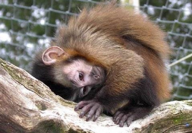 Monkey on the loose after escaping from Lake Cowichan animal sanctuary ...