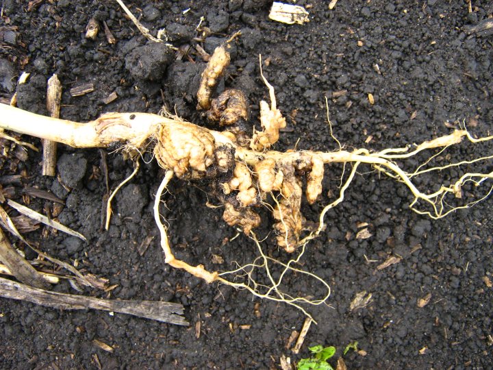 Clubroot identified in more Saskatchewan fields during 2021 | Globalnews.ca