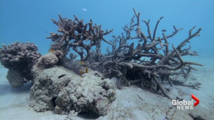 coral reef global warming | News, Videos & Articles