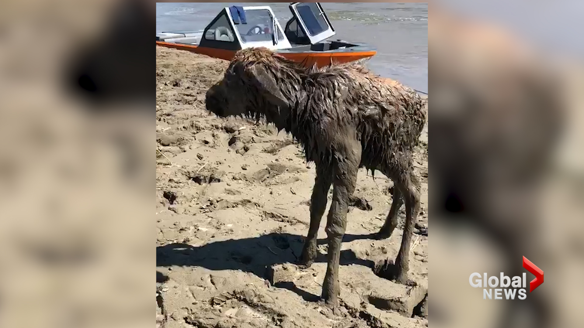 Family helps free baby moose found covered in mud | Globalnews.ca