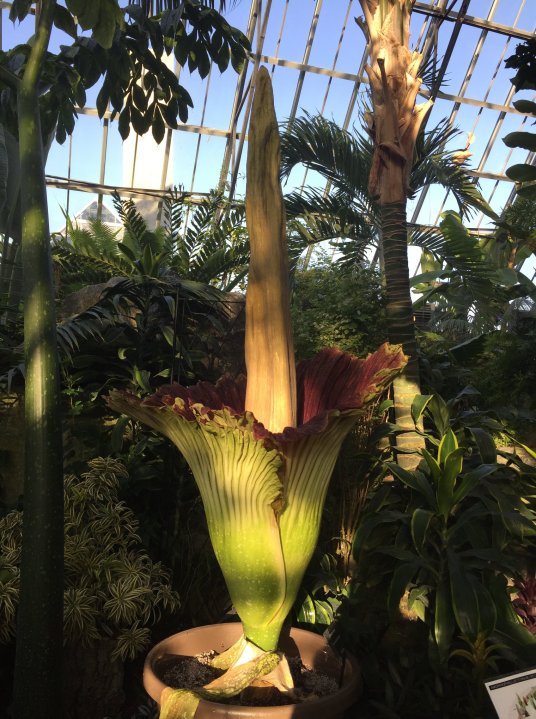 Gagnus, Edmonton’s new corpse flower, is in bloom at Muttart ...
