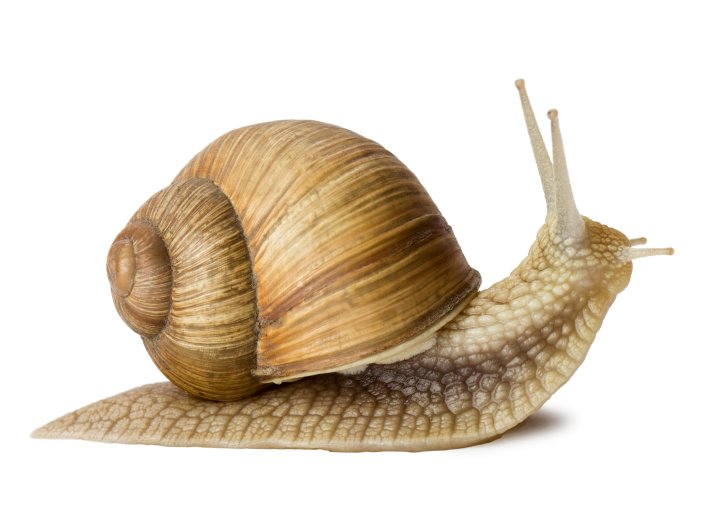 Scientists successfully transfer memory from one snail to another ...