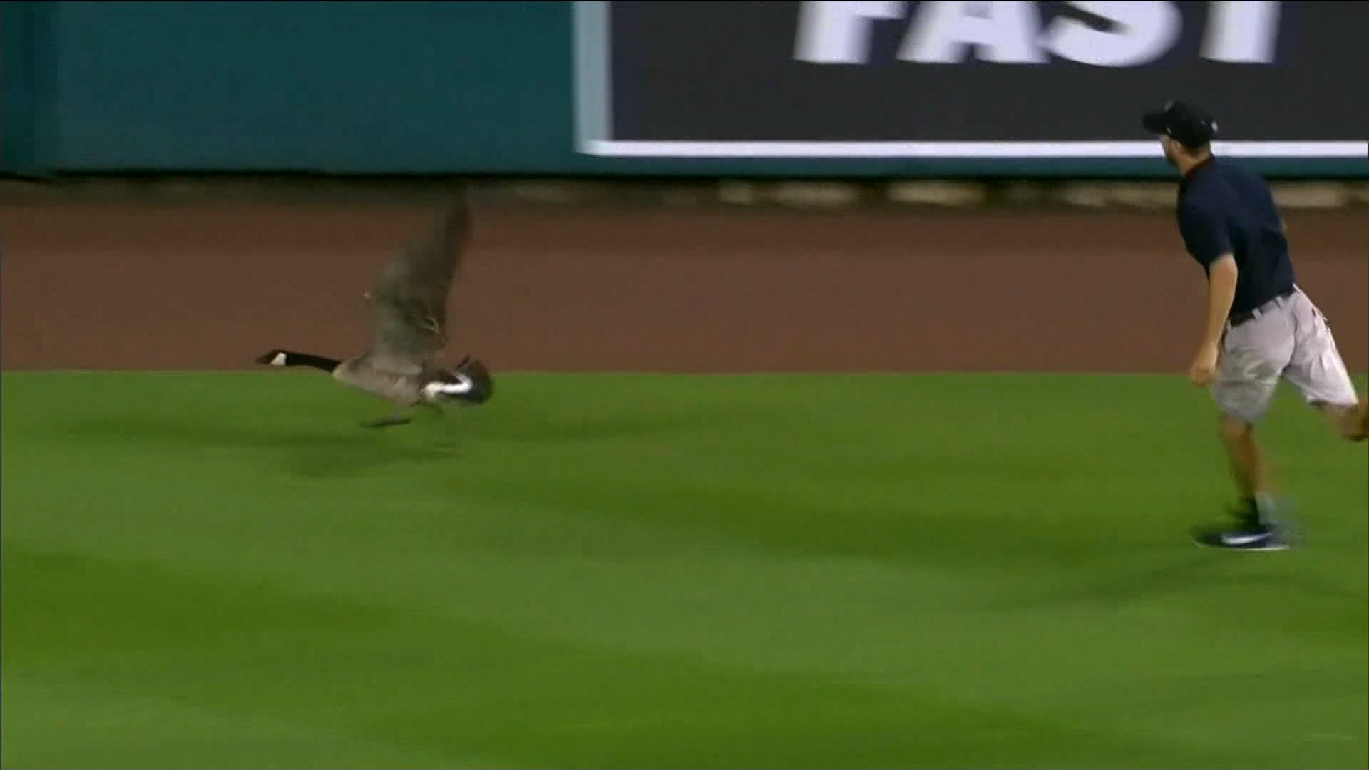 Wild goose chase at Detroit Tigers game ends after bird flies into ...