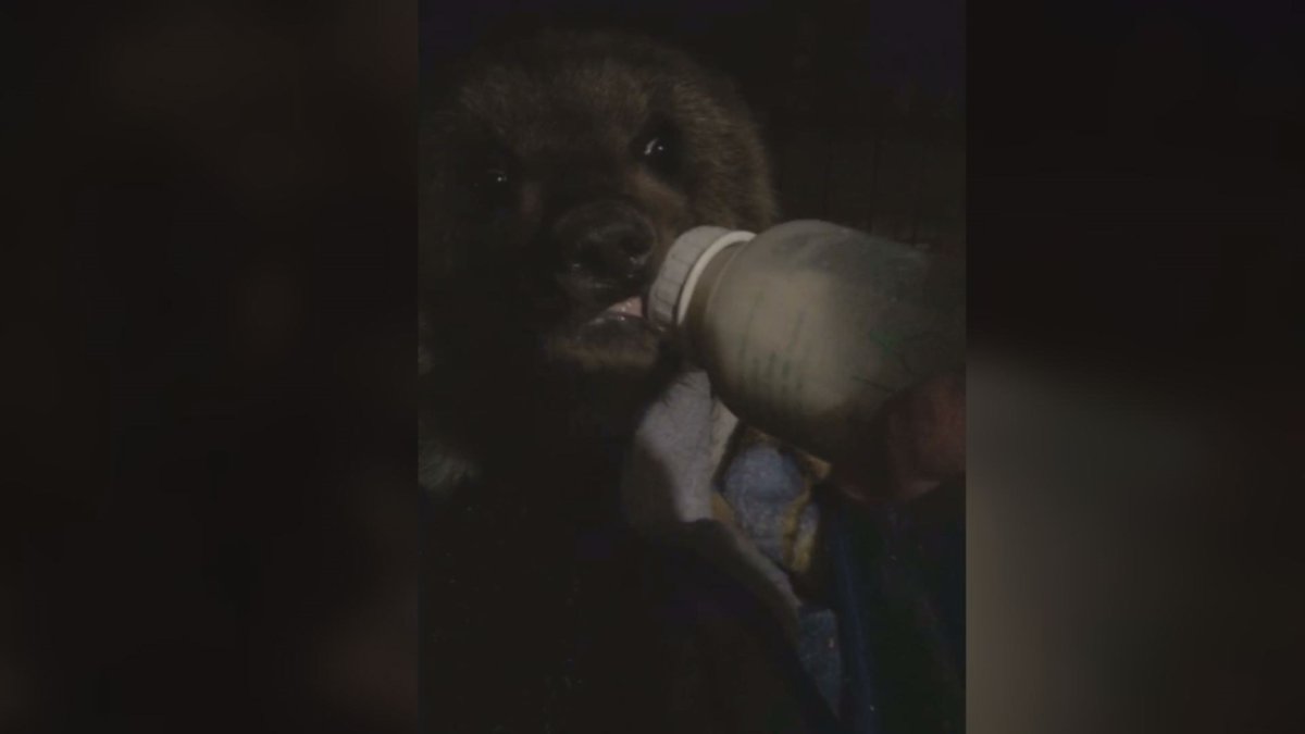 ‘Handing him over was signing his death warrant’; Grizzly cub ...