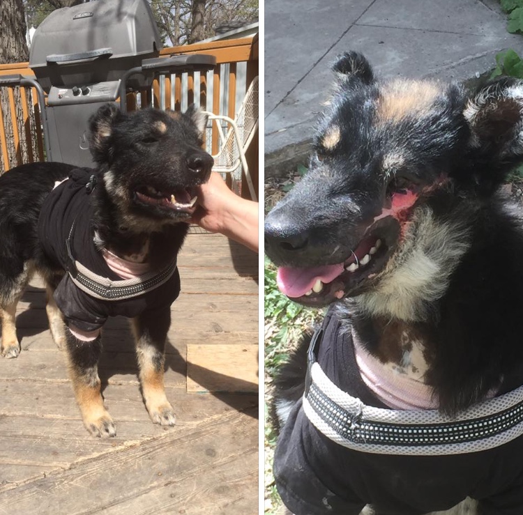 Burned dog rescued from northern Manitoba making ‘miraculous’ recovery ...