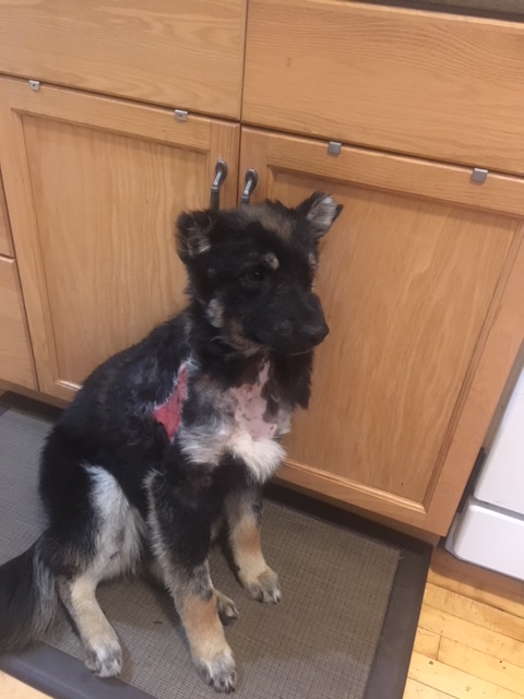 Burned dog rescued from northern Manitoba making ‘miraculous’ recovery ...