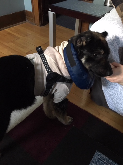 Burned dog rescued from northern Manitoba making ‘miraculous’ recovery ...