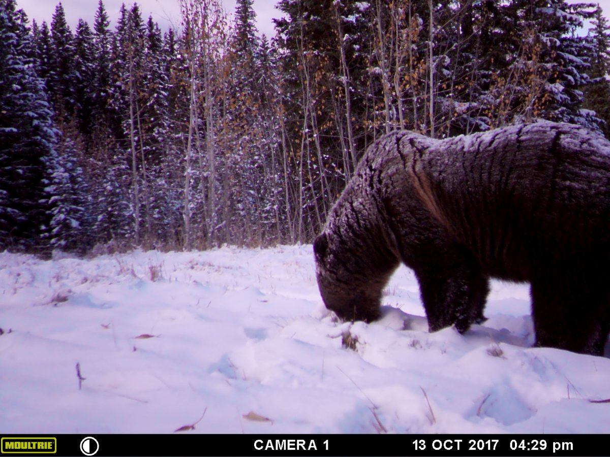 What’s lurking in the woods? Remote camera photography popularity grows ...